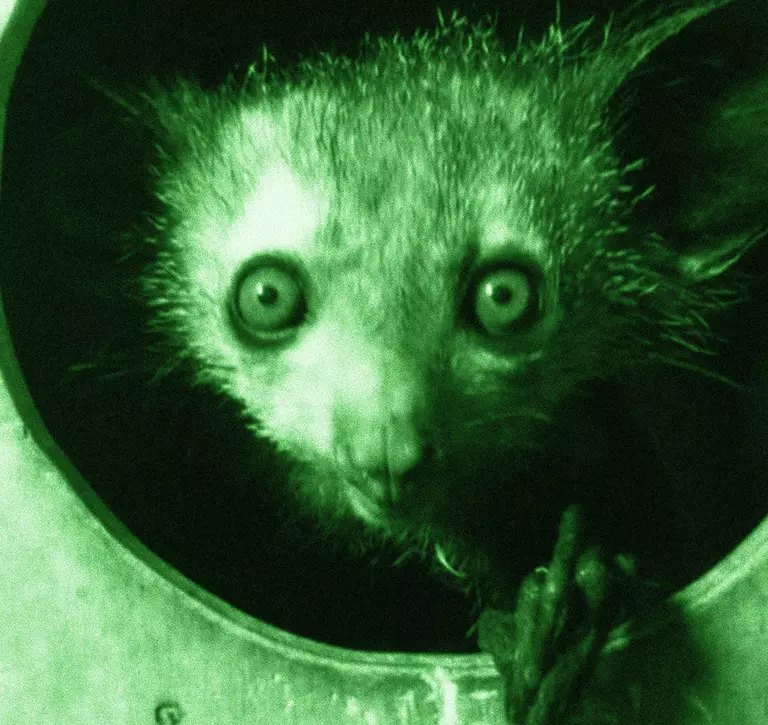 London Zoo's night-vision photos of nocturnal animals | London Zoo