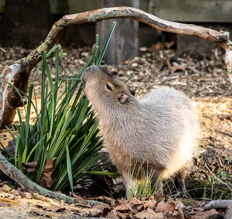 Capybara | London Zoo