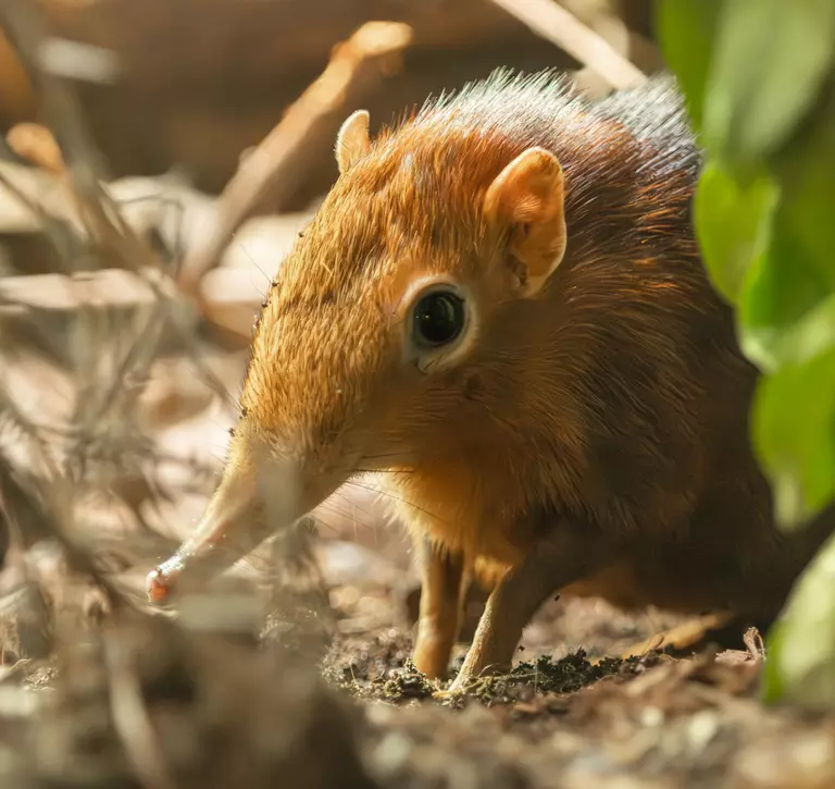 Black and rufous sengi | London Zoo